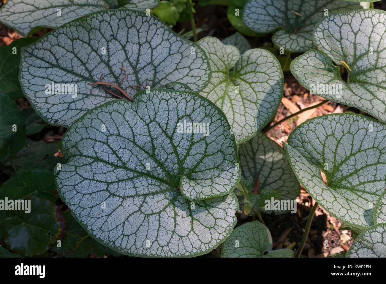 Brunnera
