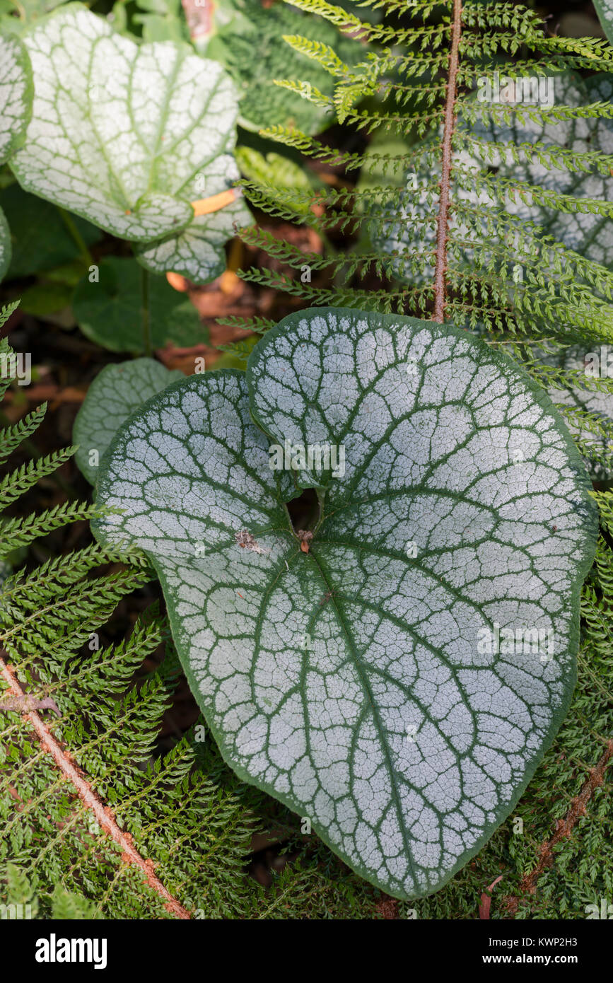 Heartleaf Brunnera Leaves Stock Photo - Alamy