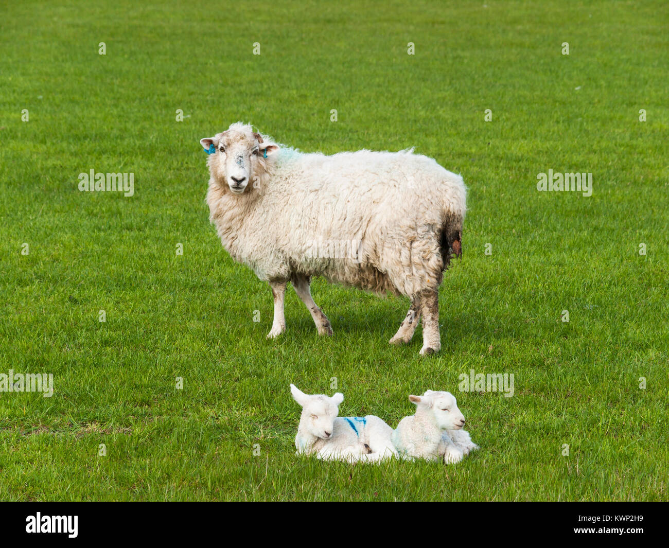 Twins with mother hi-res stock photography and images - Alamy