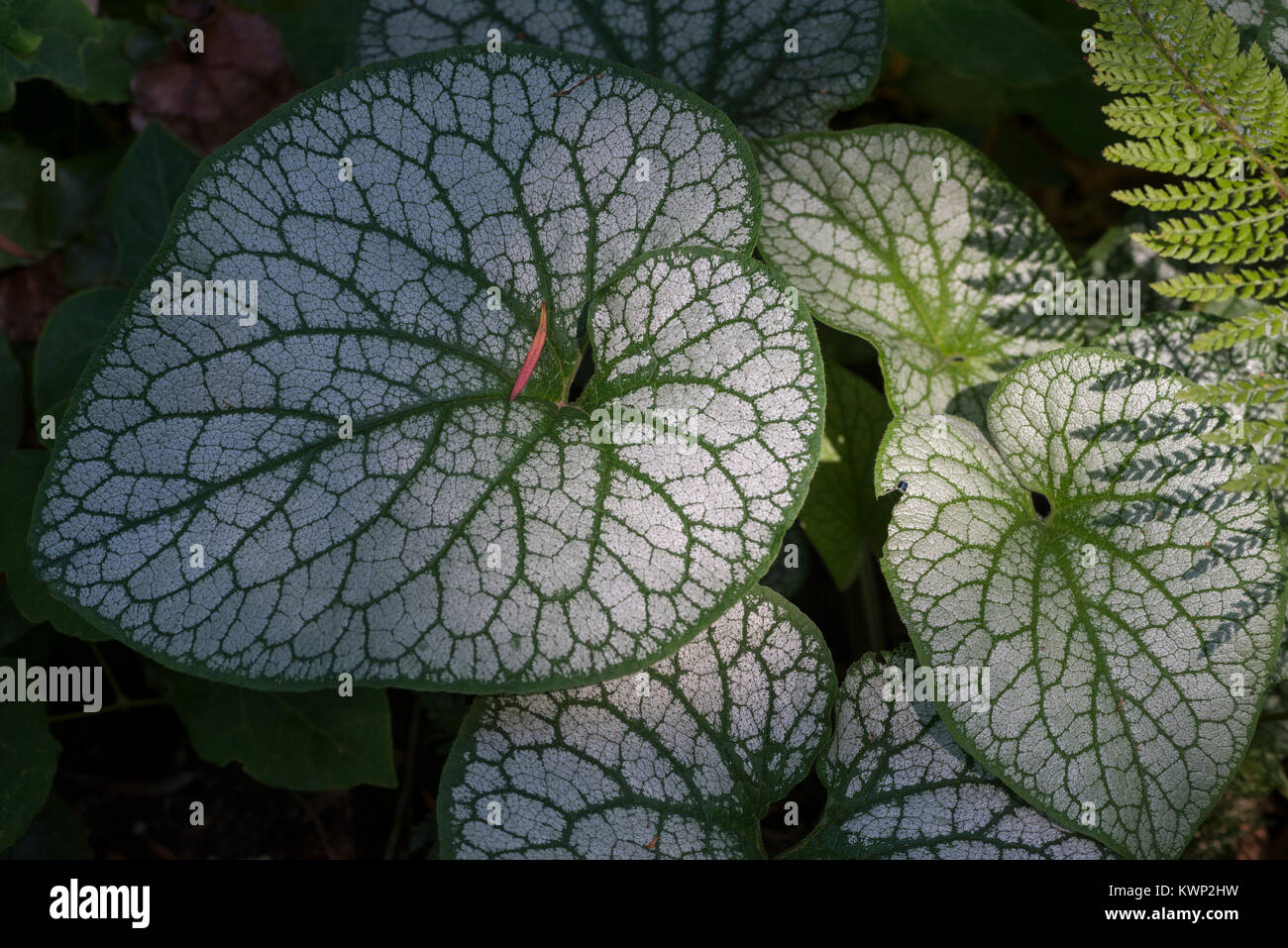 Heartleaf Brunnera Leaves Stock Photo - Alamy