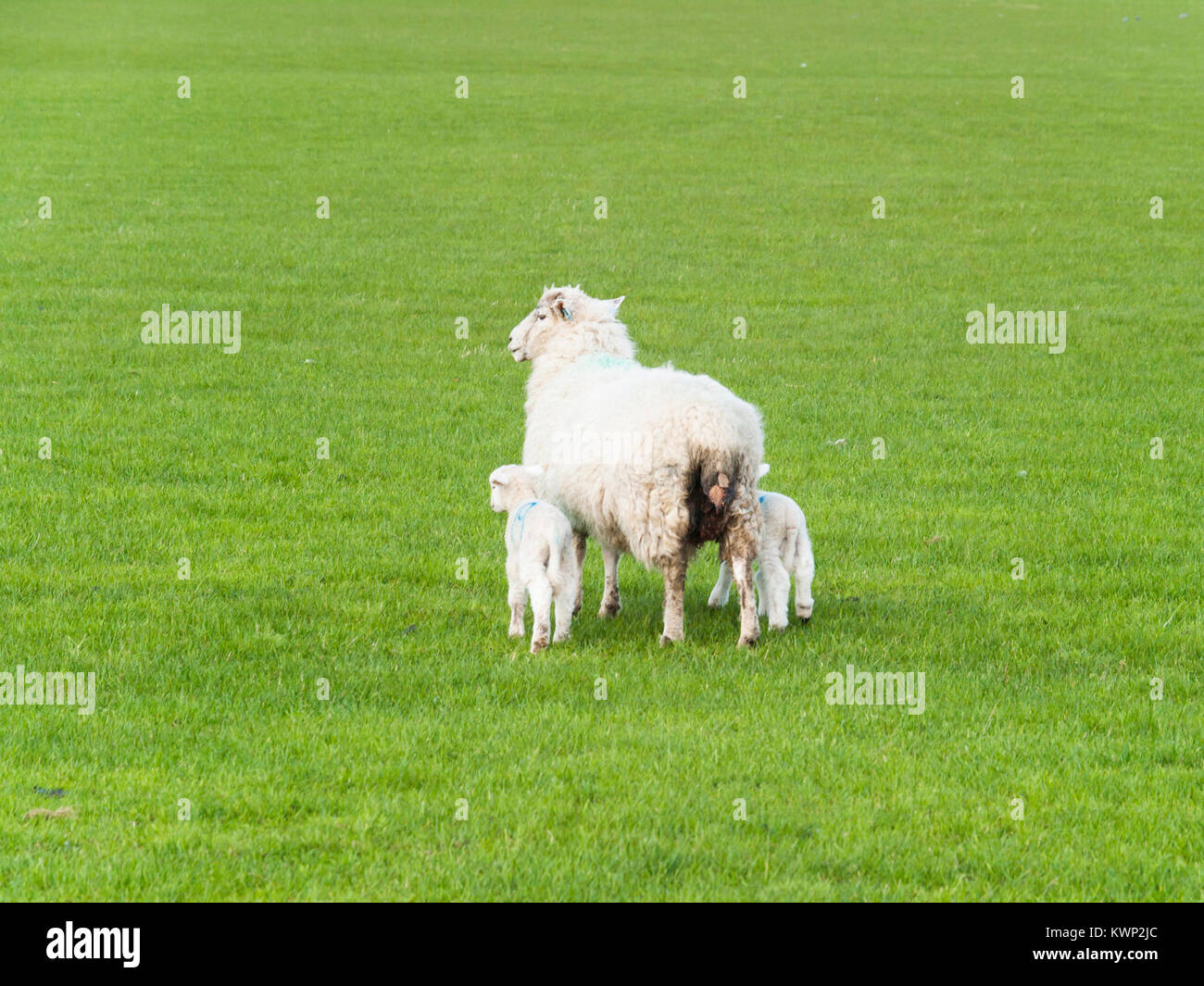 Lamb twins and mother sheep go away from pasture Stock Photo - Alamy