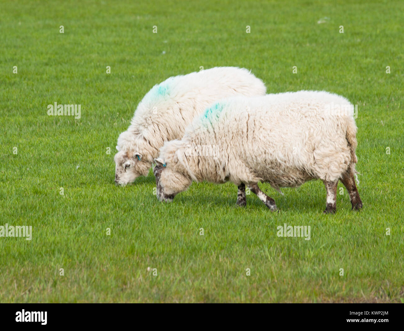 Adult sheeps hi-res stock photography and images - Alamy