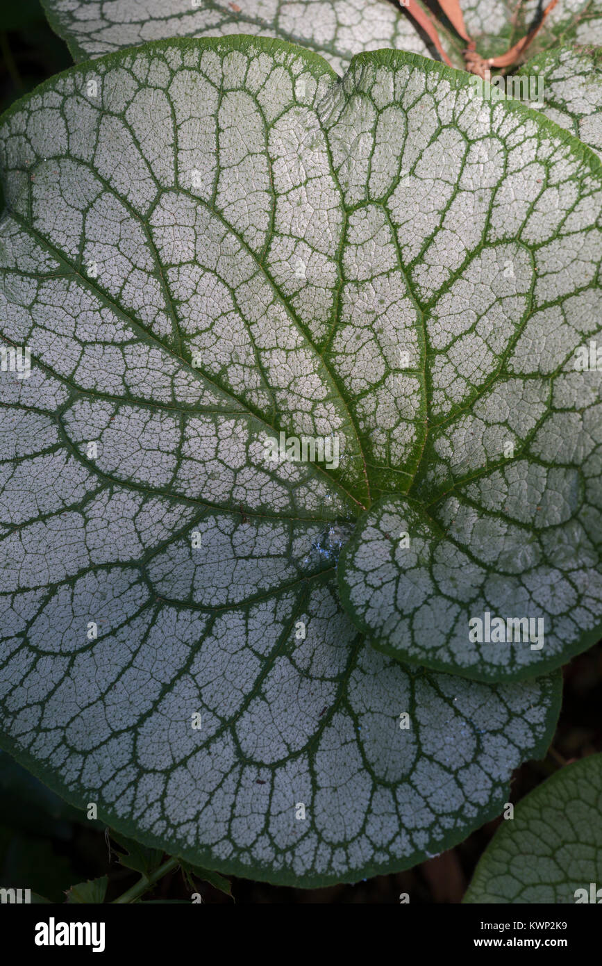 Heartleaf Brunnera Leaves Stock Photo - Alamy
