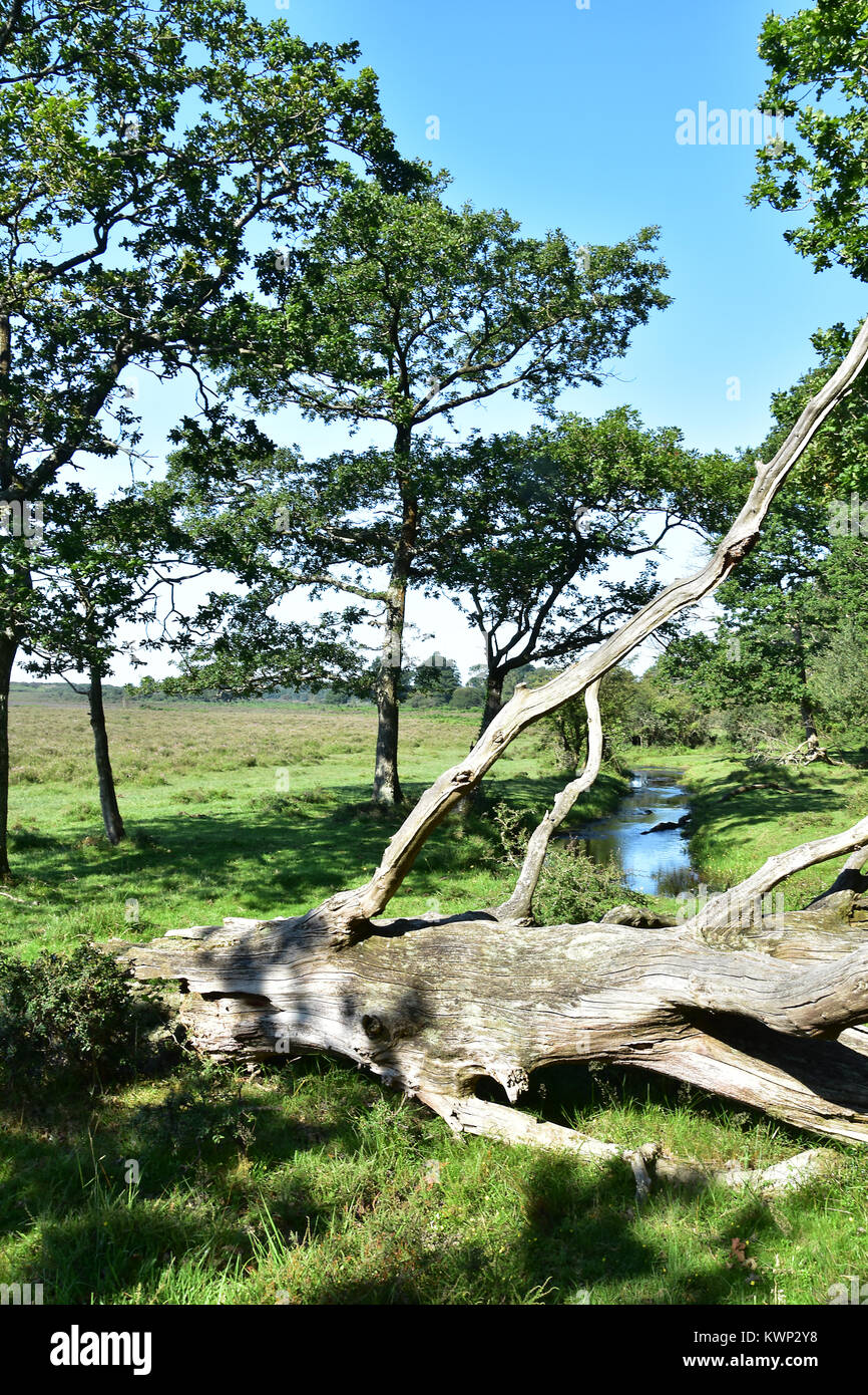 Stream on the edge of heath-land and forest in the New Forest National ...