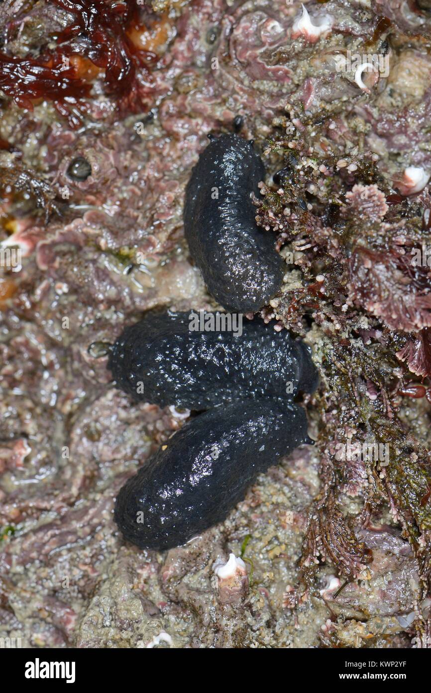Sea slugs hi-res stock photography and images - Alamy
