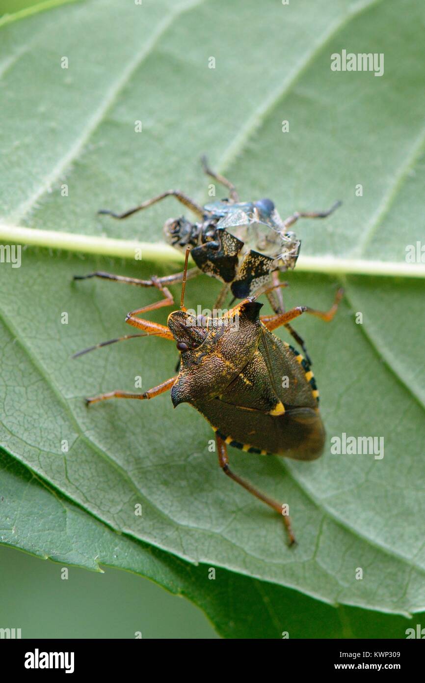 Adult Forest bug / Red-legged shield bug (Pentatoma rufipes) recently ...