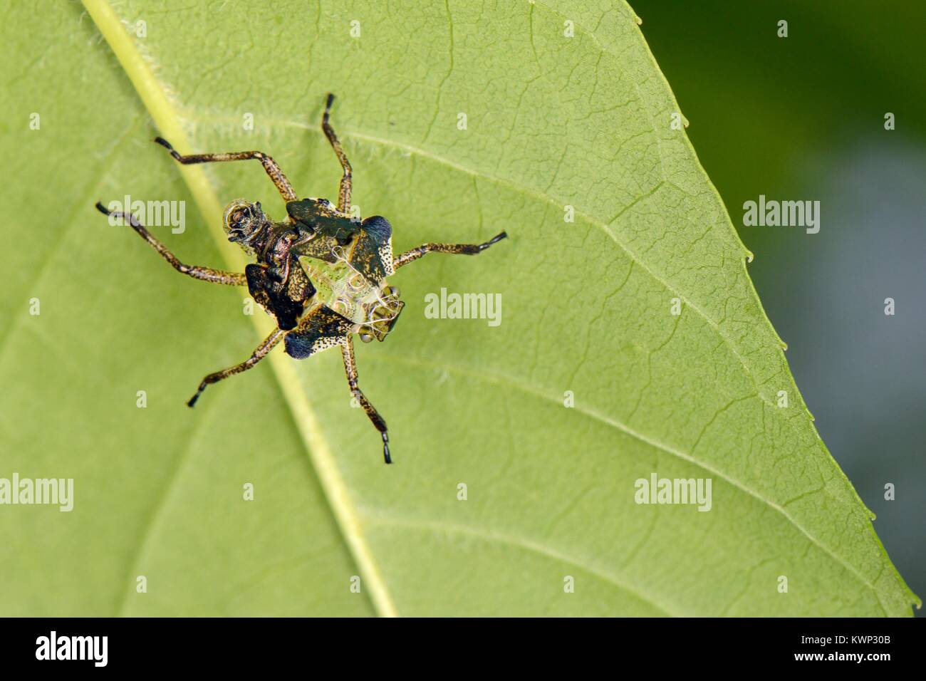 Forest bug / Red-legged shield bug (Pentatoma rufipes) nymphal skin ...