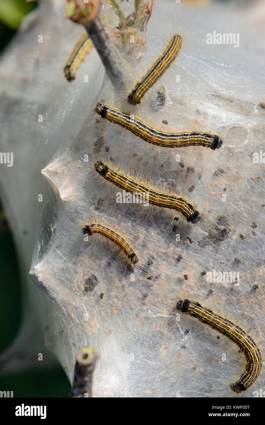 Silk moths hi-res stock photography and images - Alamy