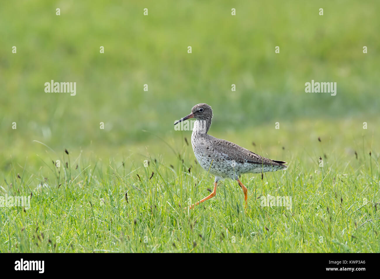 North kent marshes nature hi-res stock photography and images - Alamy