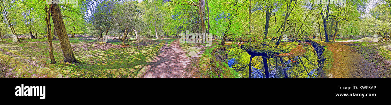 360 forest image hi-res stock photography and images - Alamy