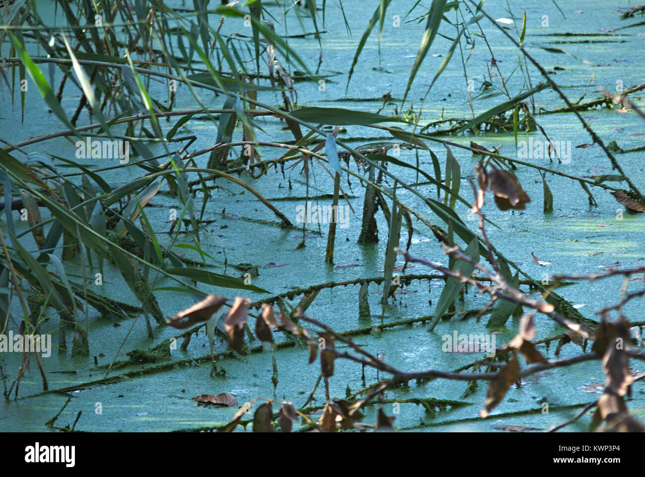 Swamp with reeds, and green water, close up Stock Photo - Alamy
