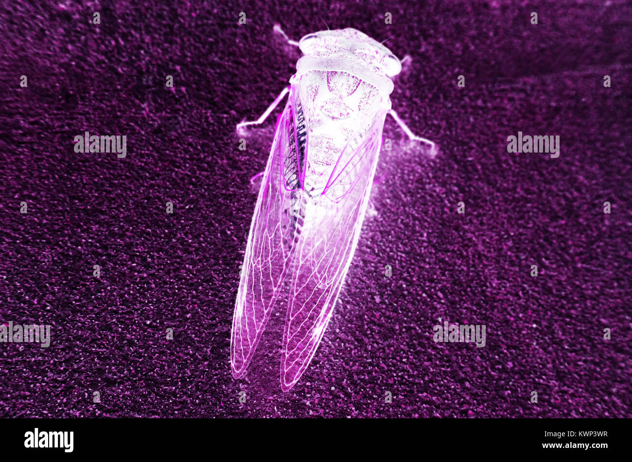 Cicada insect close up Stock Photo - Alamy