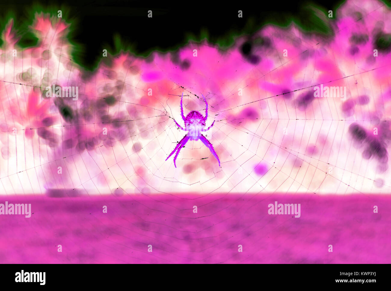 Colourful Spiders High Resolution Stock Photography and Images - Alamy