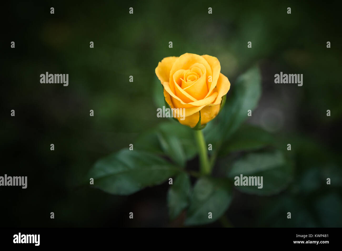 Single Yellow Rose Wallpaper