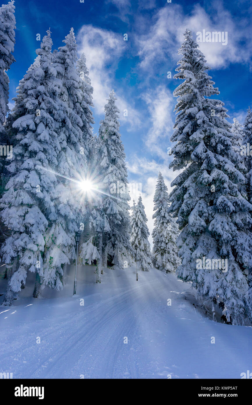 Path trough mountain forest with sun light getting trough tree branches ...