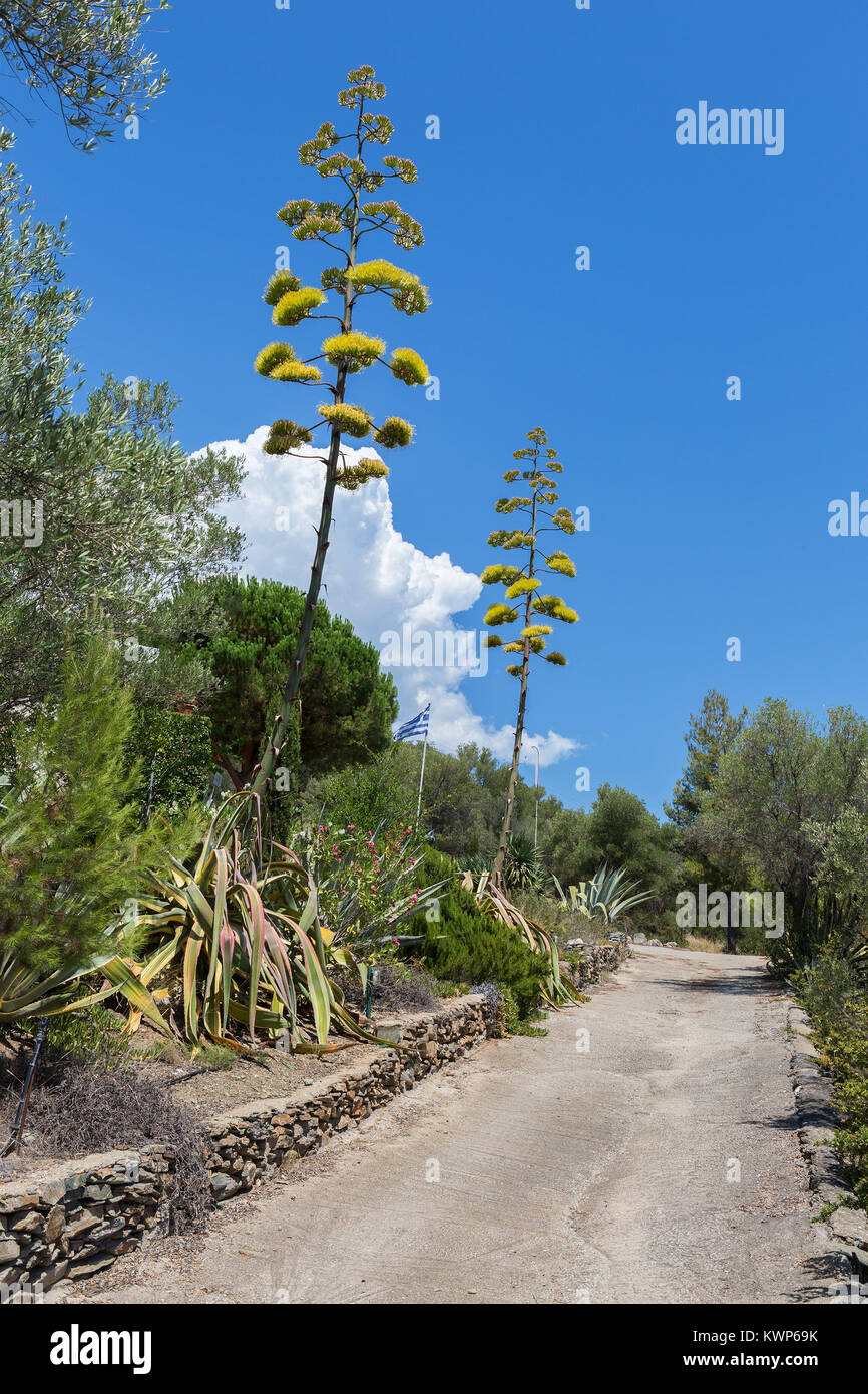 Agave with flowers in flowerbed. Sithonia Peninsula Stock Photo - Alamy
