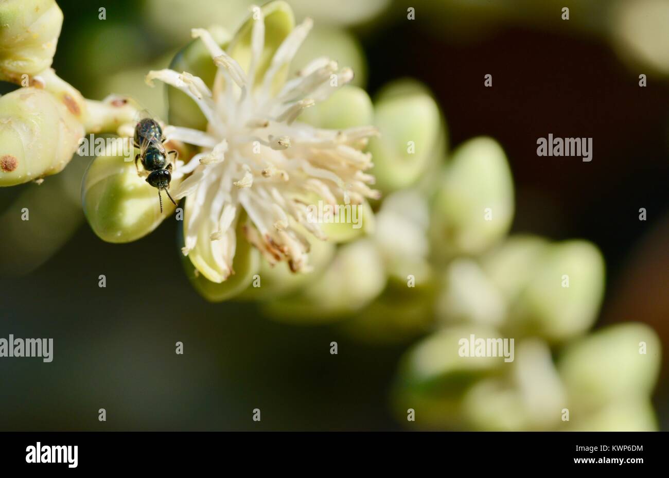 Austroplebeia australis hi-res stock photography and images - Alamy
