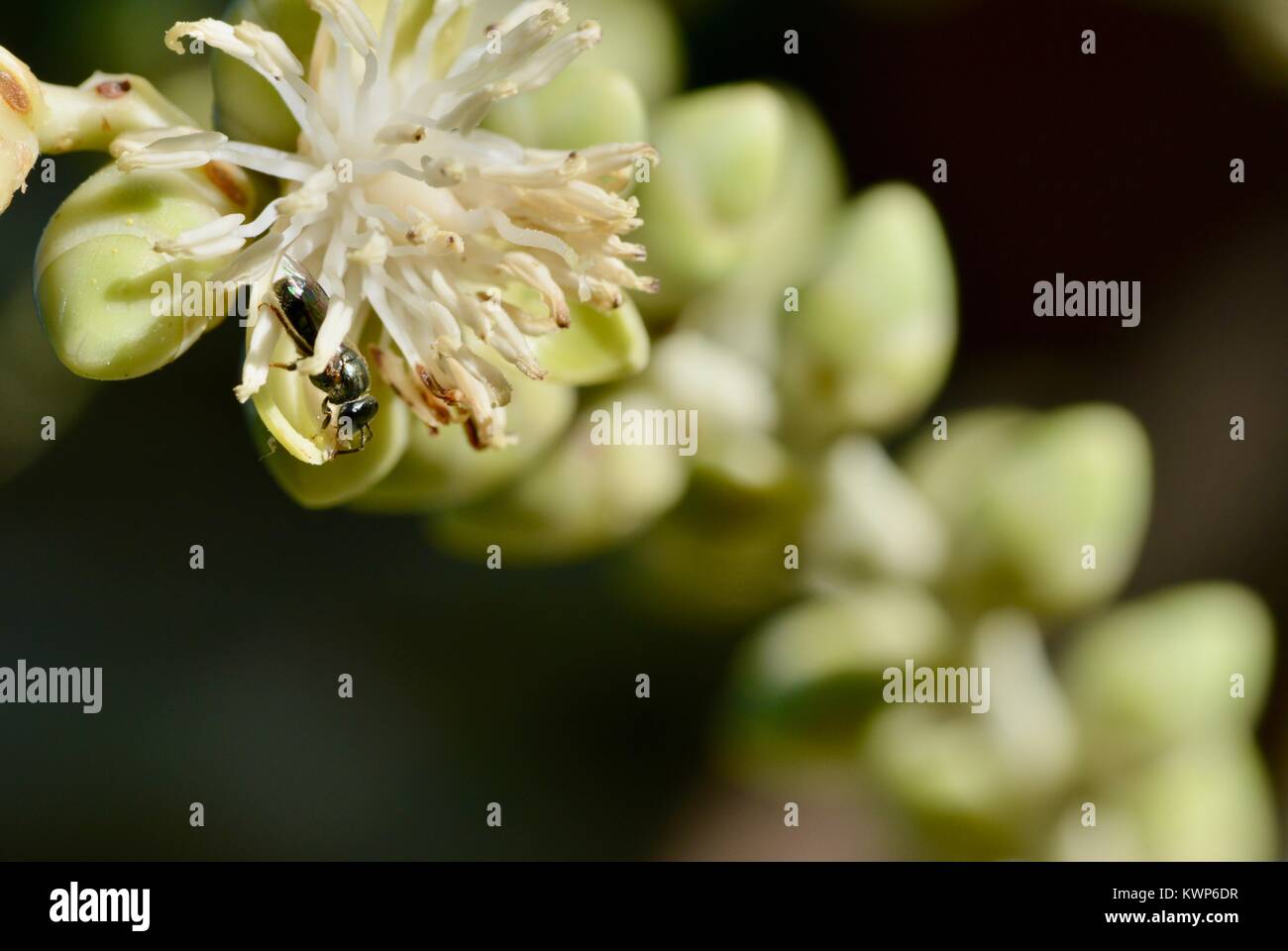 Austroplebeia australis hi-res stock photography and images - Alamy