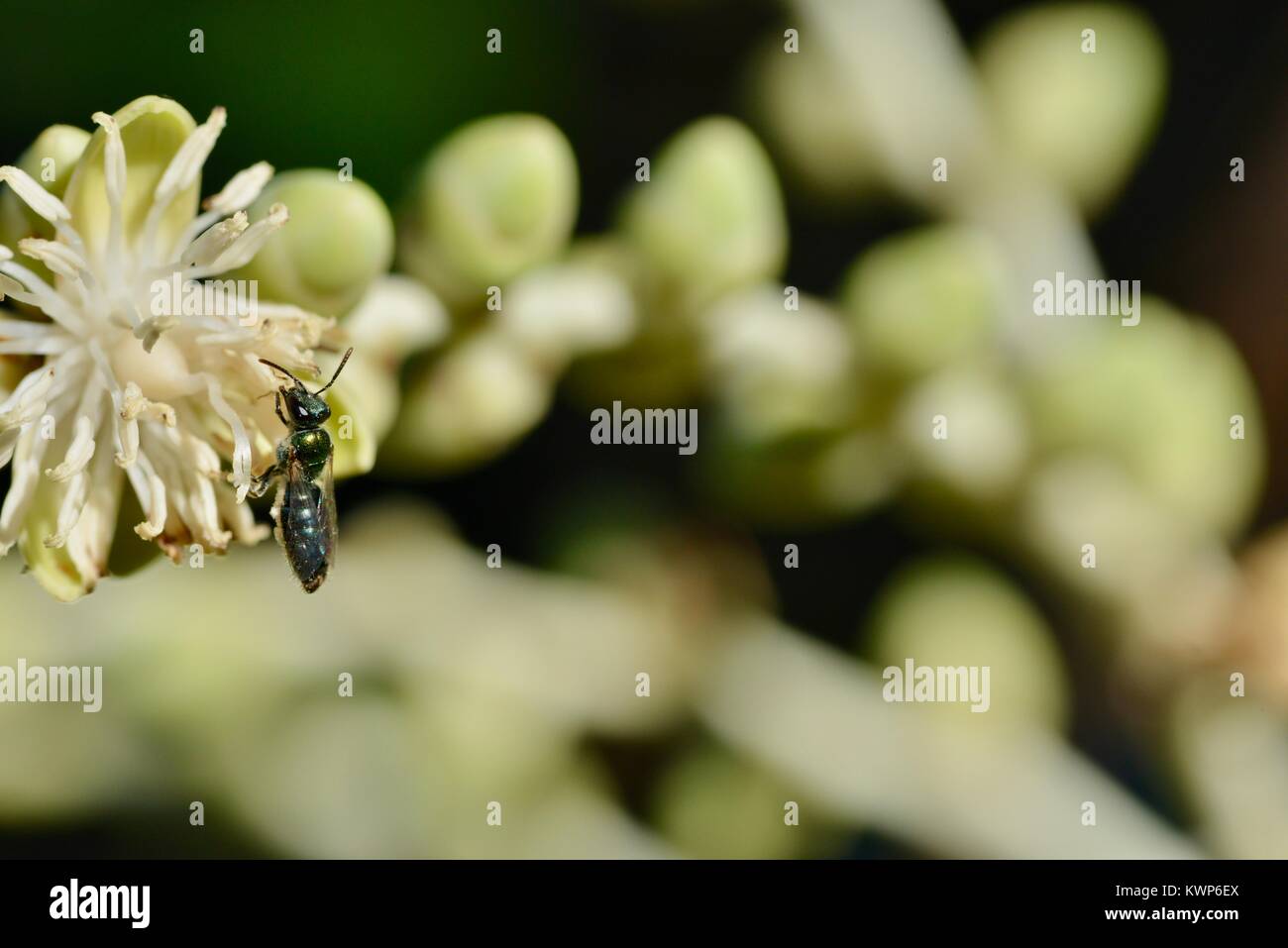 Stingless native bee hi-res stock photography and images - Alamy
