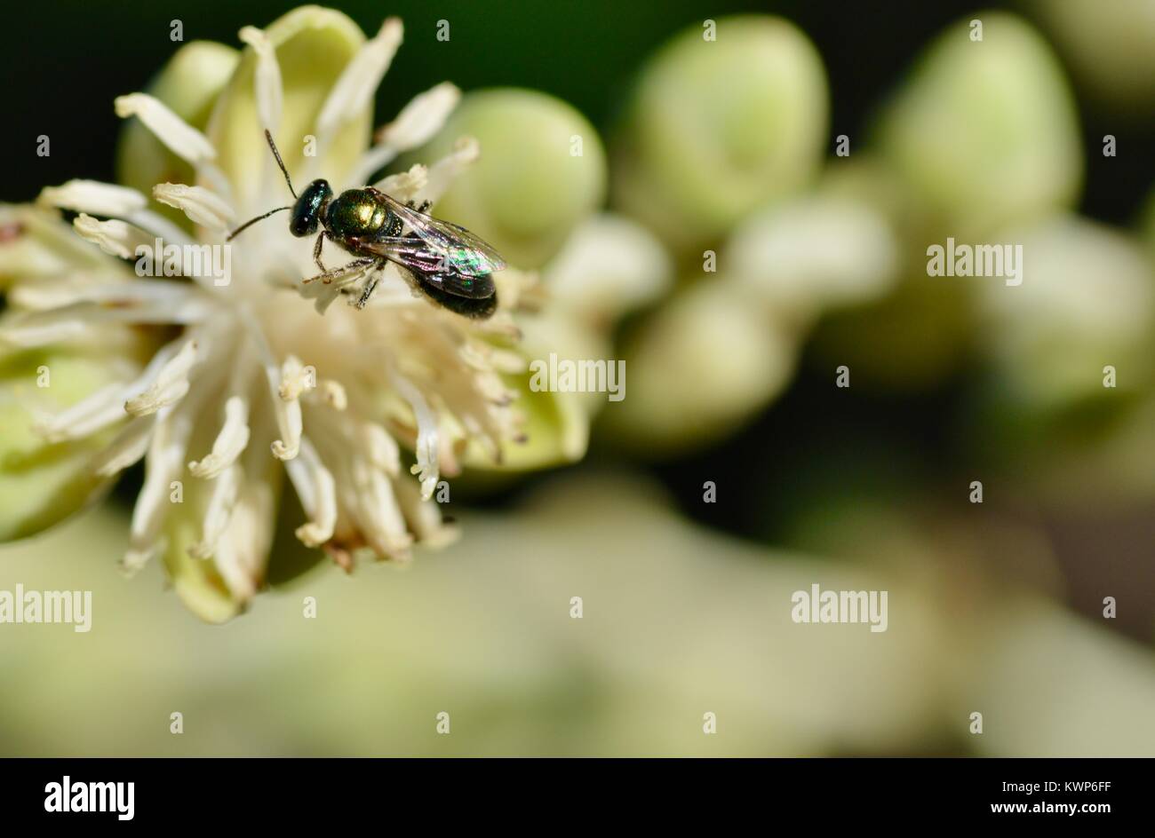Australia macro insect beneficial hi-res stock photography and images ...