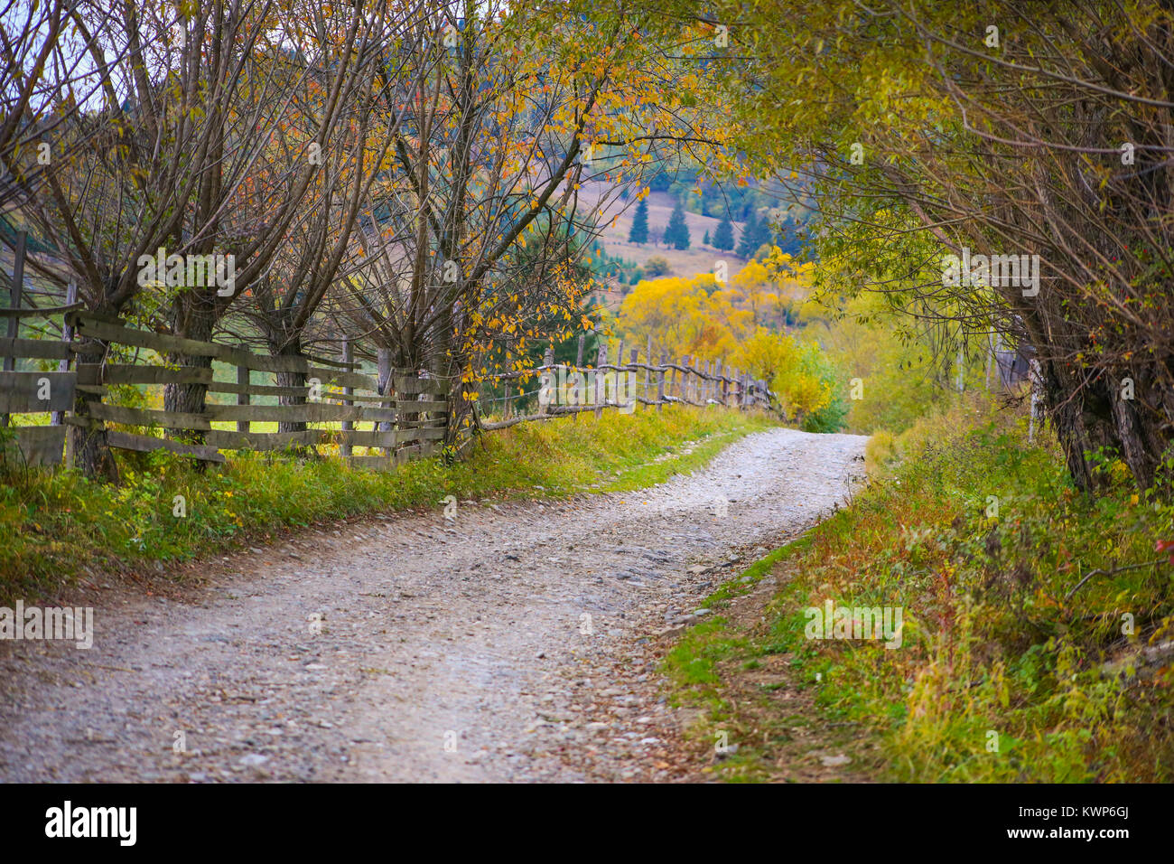 Autumn scenery landscape with colorful forest, wood fence and rural ...