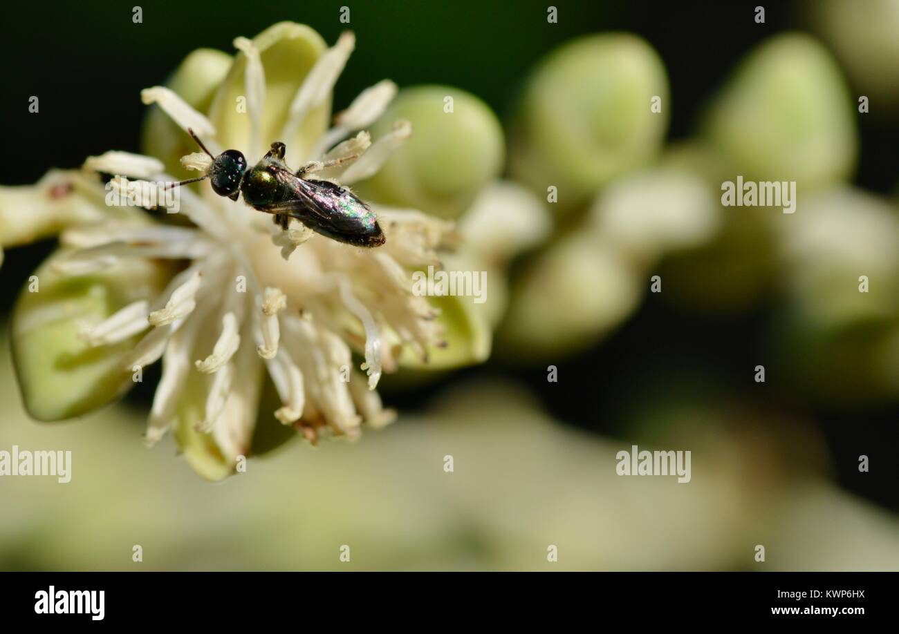 Austroplebeia australis hi-res stock photography and images - Alamy