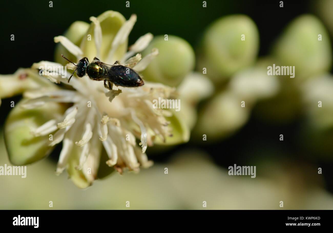 Austroplebeia australis hi-res stock photography and images - Alamy