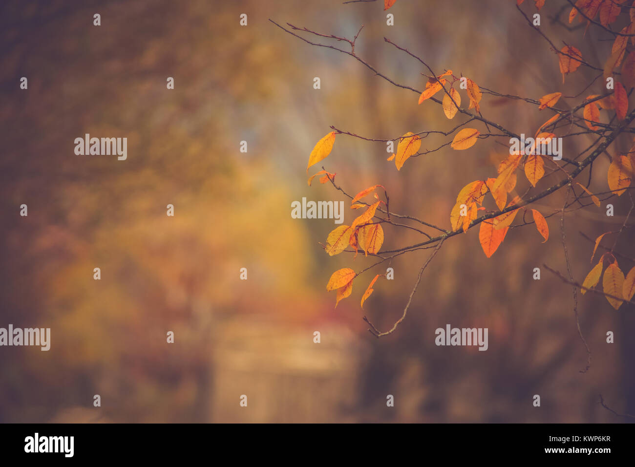 A tree with very few leaves left hi-res stock photography and images ...