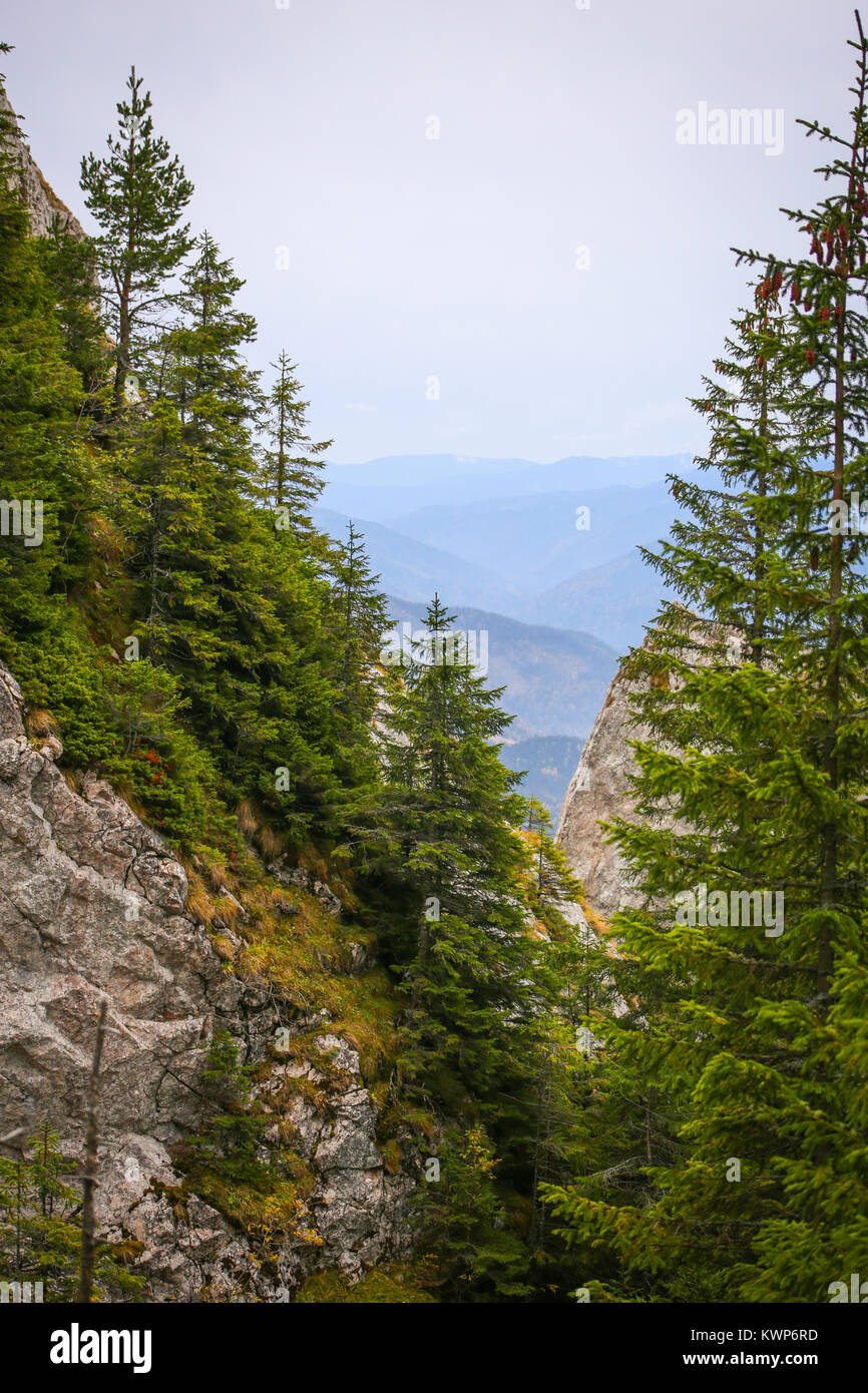 Fir trees on a cliff at Pietrele Doamnei Peak (Lady's Stones cliff ...