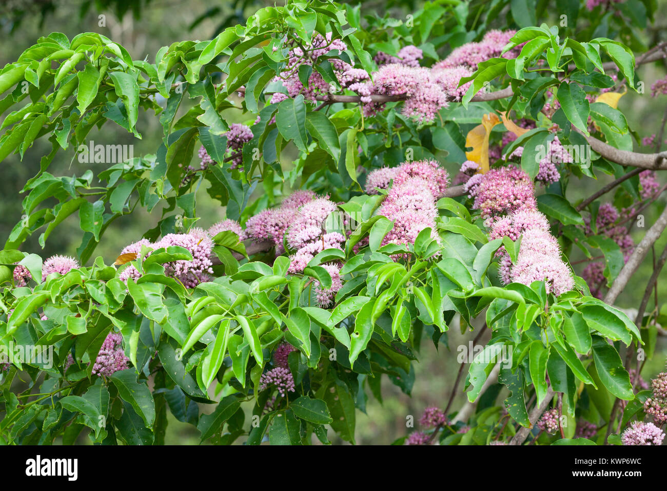 Euodia elleryana hi-res stock photography and images - Alamy