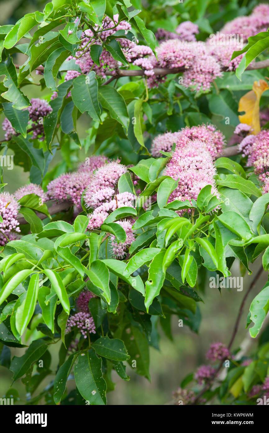 Pink euodia hi-res stock photography and images - Alamy