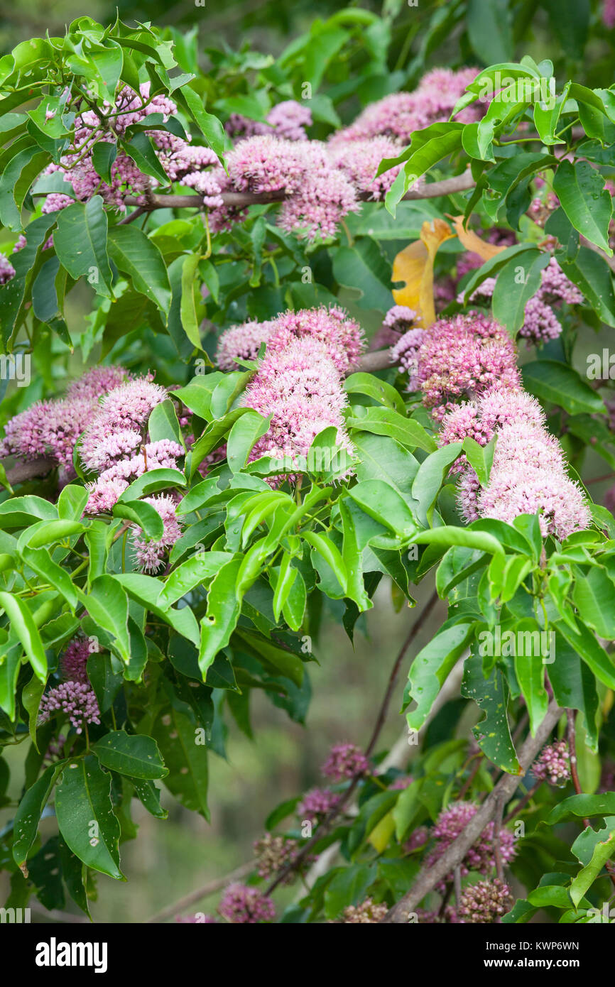 Pink euodia hi-res stock photography and images - Alamy
