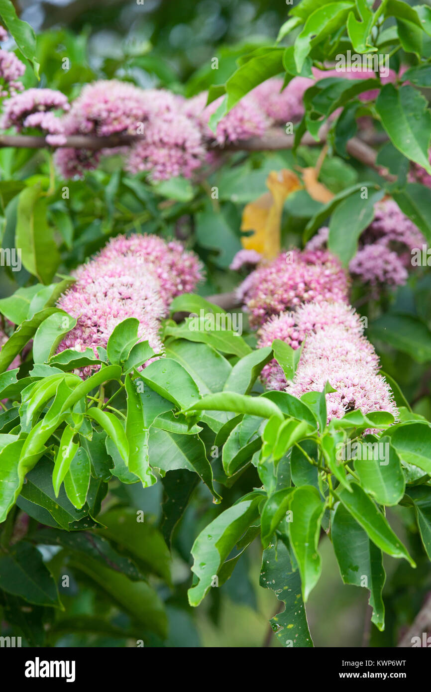 Pink-flowered Doughwood (Meliocope elleryana) in flower. (Pink Euodia ...