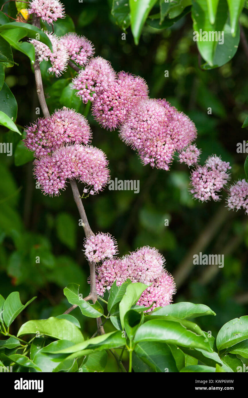Pink flowered doughwood hi-res stock photography and images - Alamy