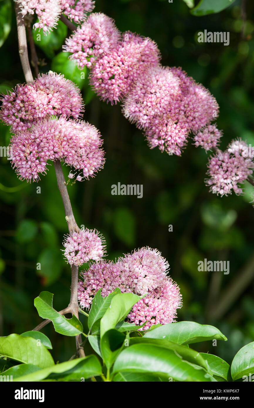 Pink-flowered Doughwood (Meliocope elleryana) in flower. (Pink Euodia ...