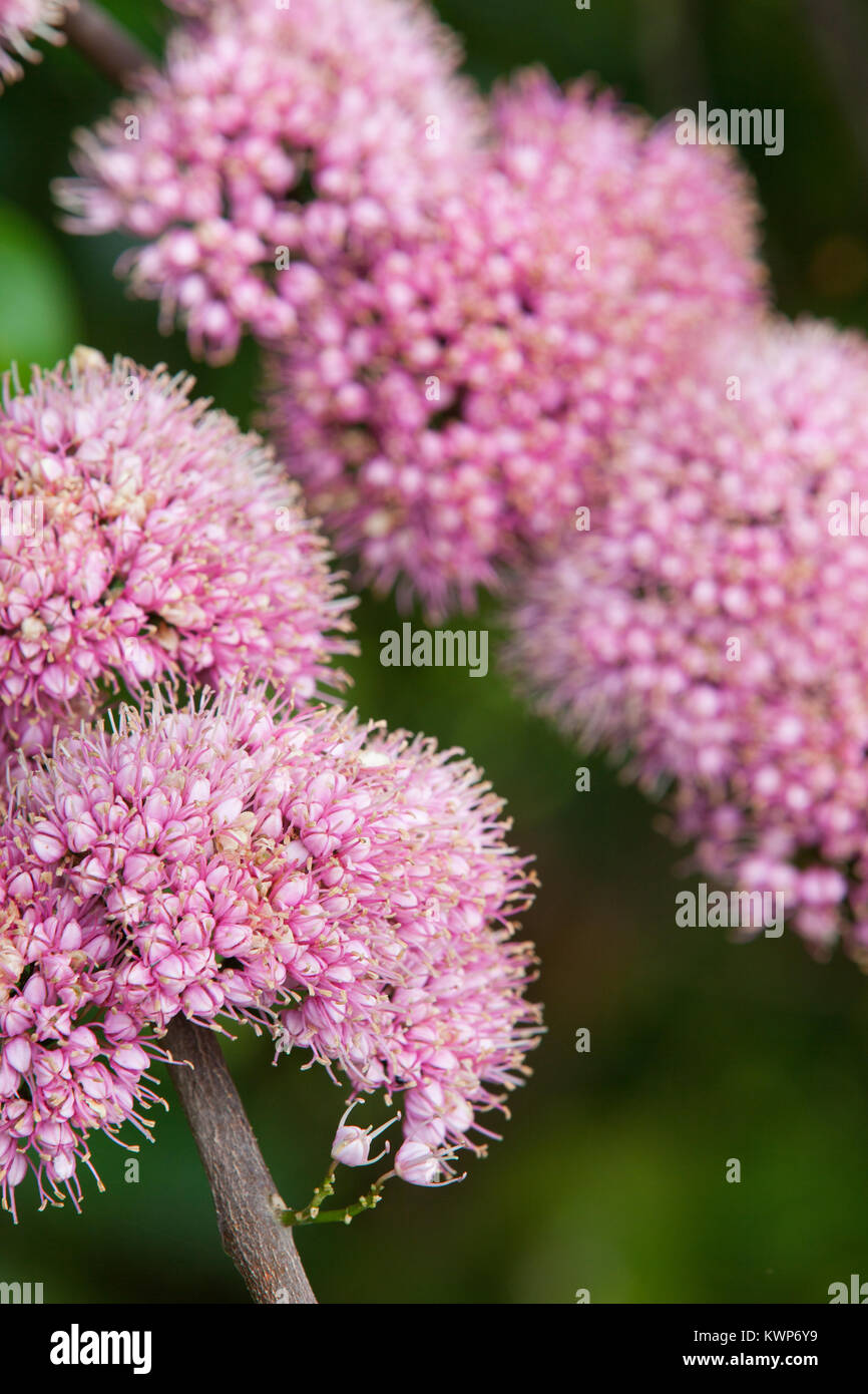 Euodia hi-res stock photography and images - Alamy