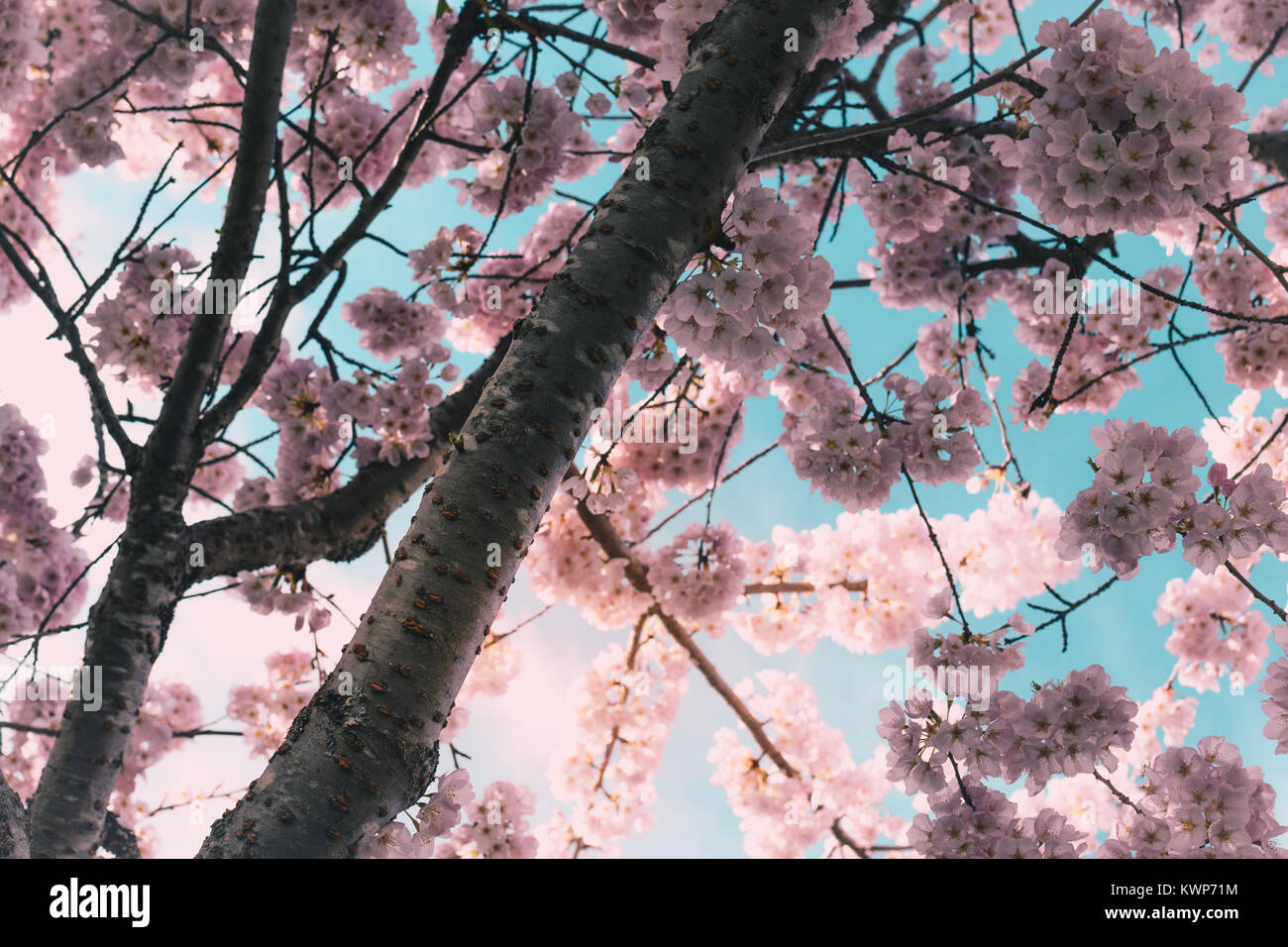 Cherry Blossom Photography Tumblr