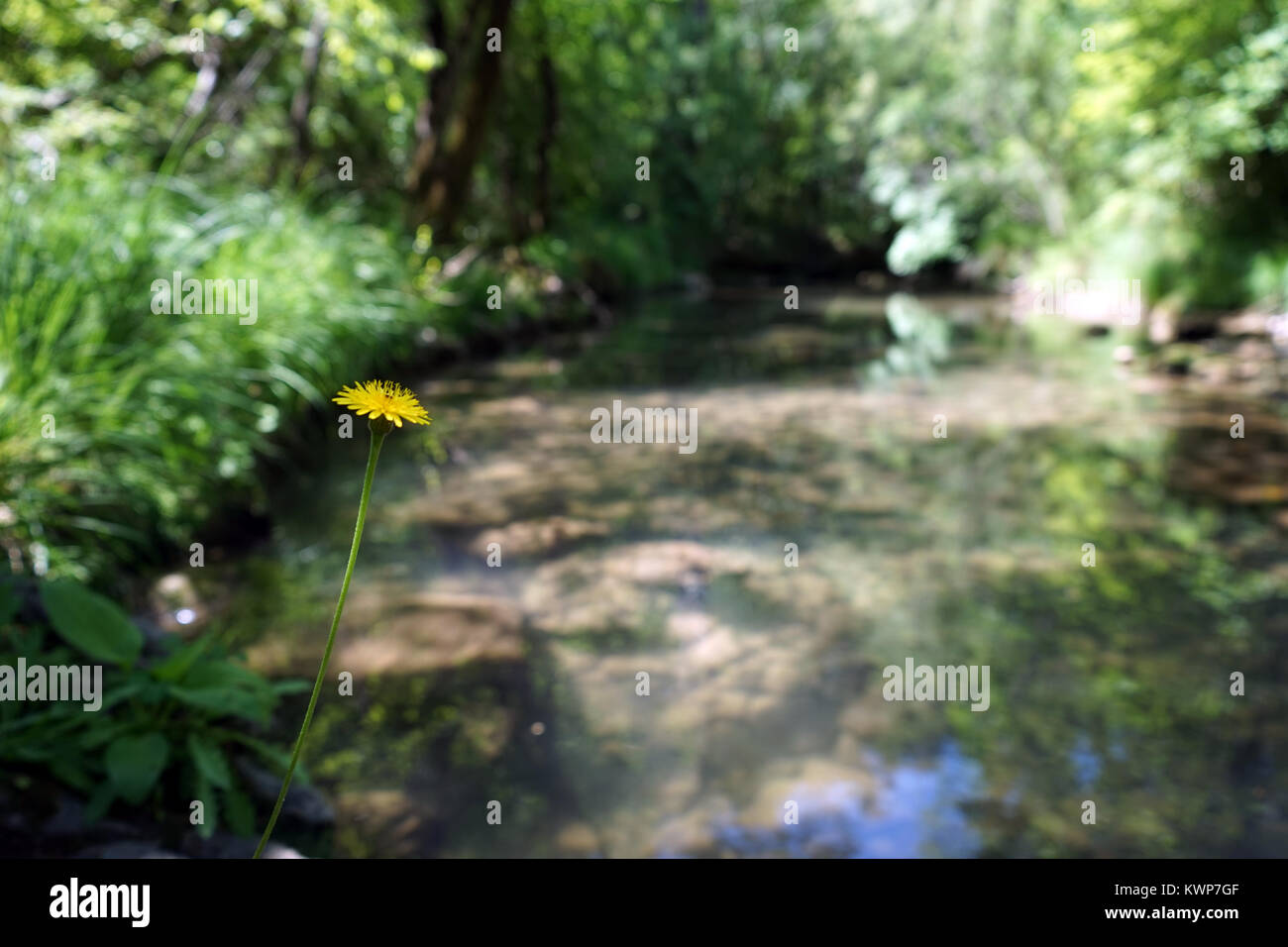 One dandelion flower and forest river on background Stock Photo - Alamy