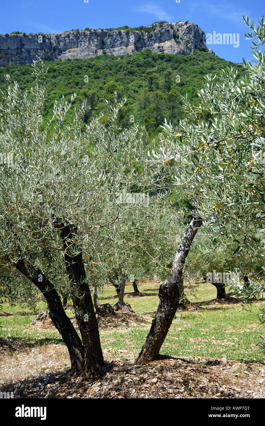 Olive grove in south france hi-res stock photography and images - Alamy
