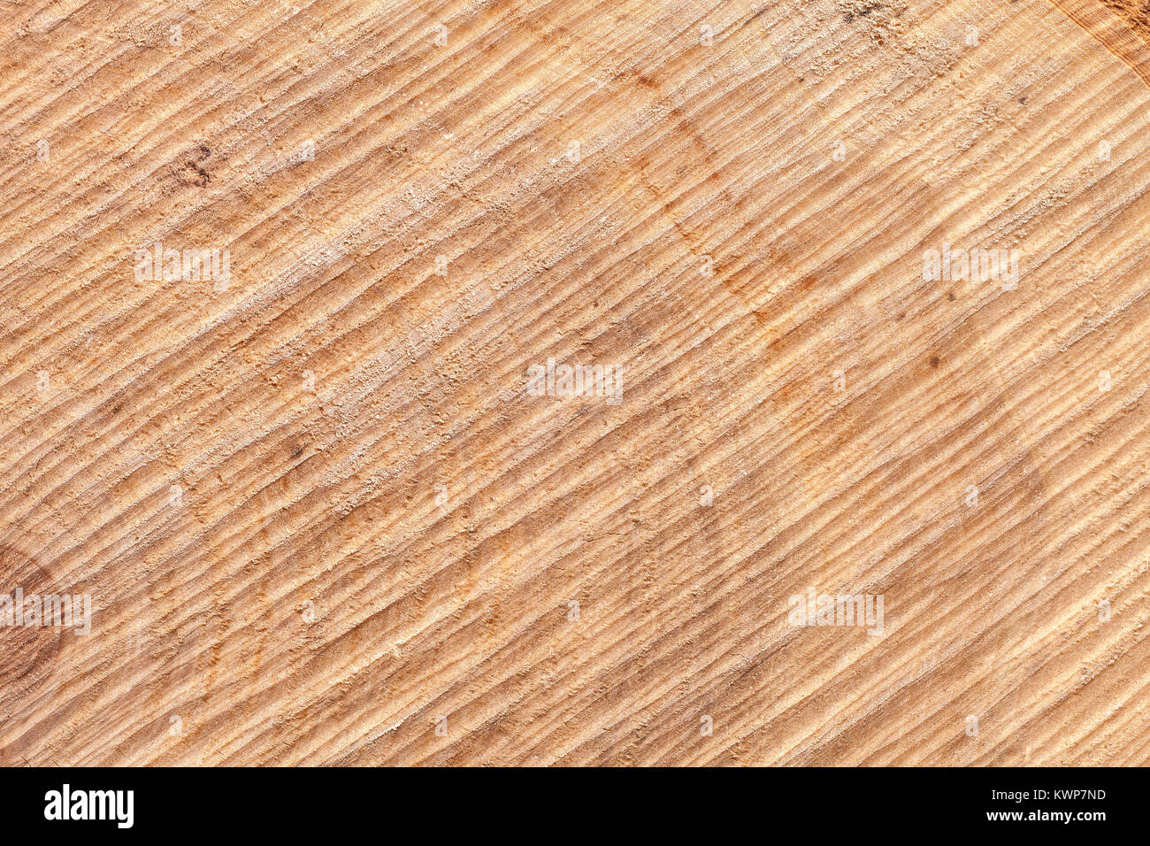 Texture of a cut tree trunk close-up. Structure of a wooden surface ...