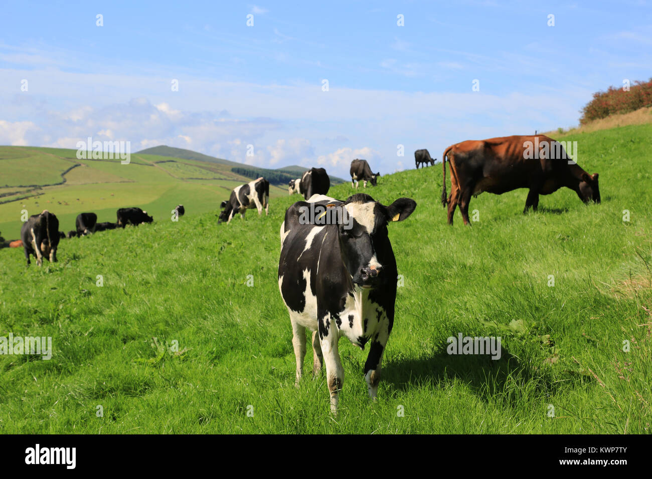 Irish Cow Cows Ireland High Resolution Stock Photography and Images - Alamy