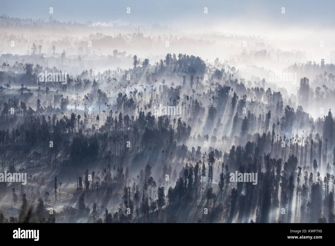 Sunrise in the forest near Bromo volcano, Java island, Indonesia Stock ...