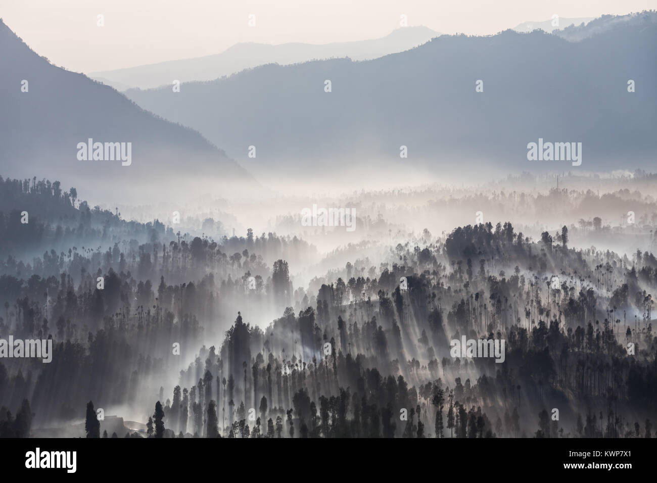 Sunrise in the forest near Bromo volcano, Java island, Indonesia Stock ...