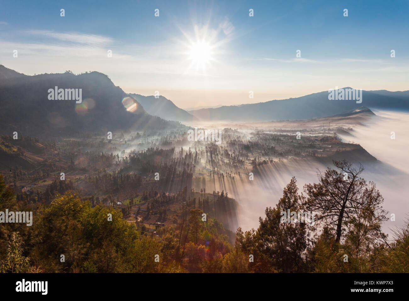 Sunrise in the forest near Bromo volcano, Java island, Indonesia Stock ...