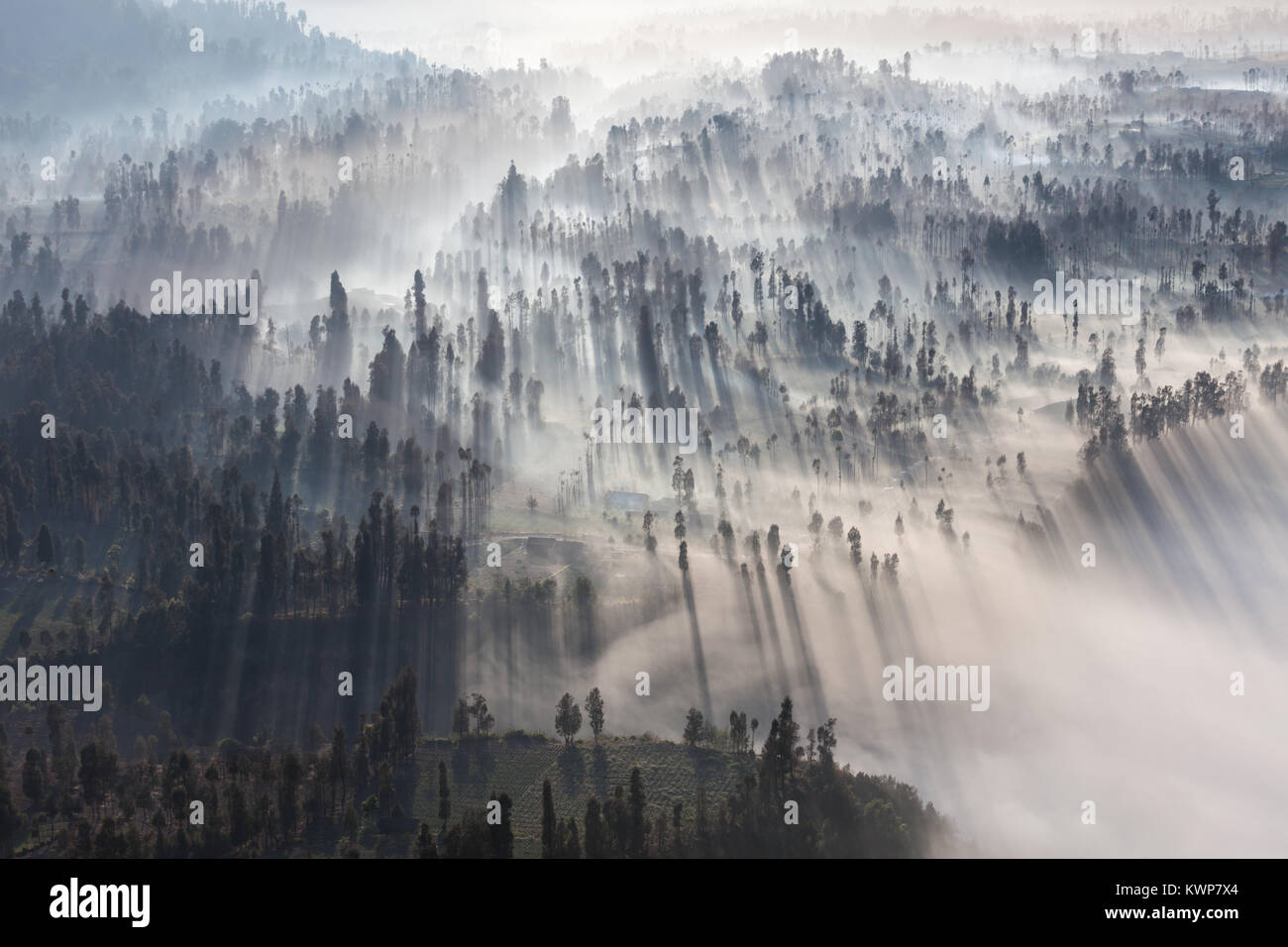 Sunrise in the forest near Bromo volcano, Java island, Indonesia Stock ...