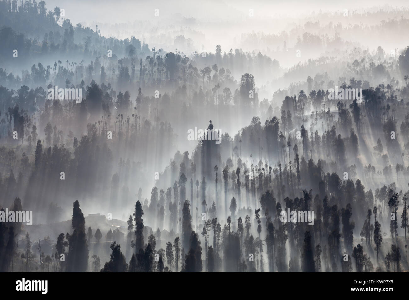 Sunrise in the forest near Bromo volcano, Java island, Indonesia Stock ...