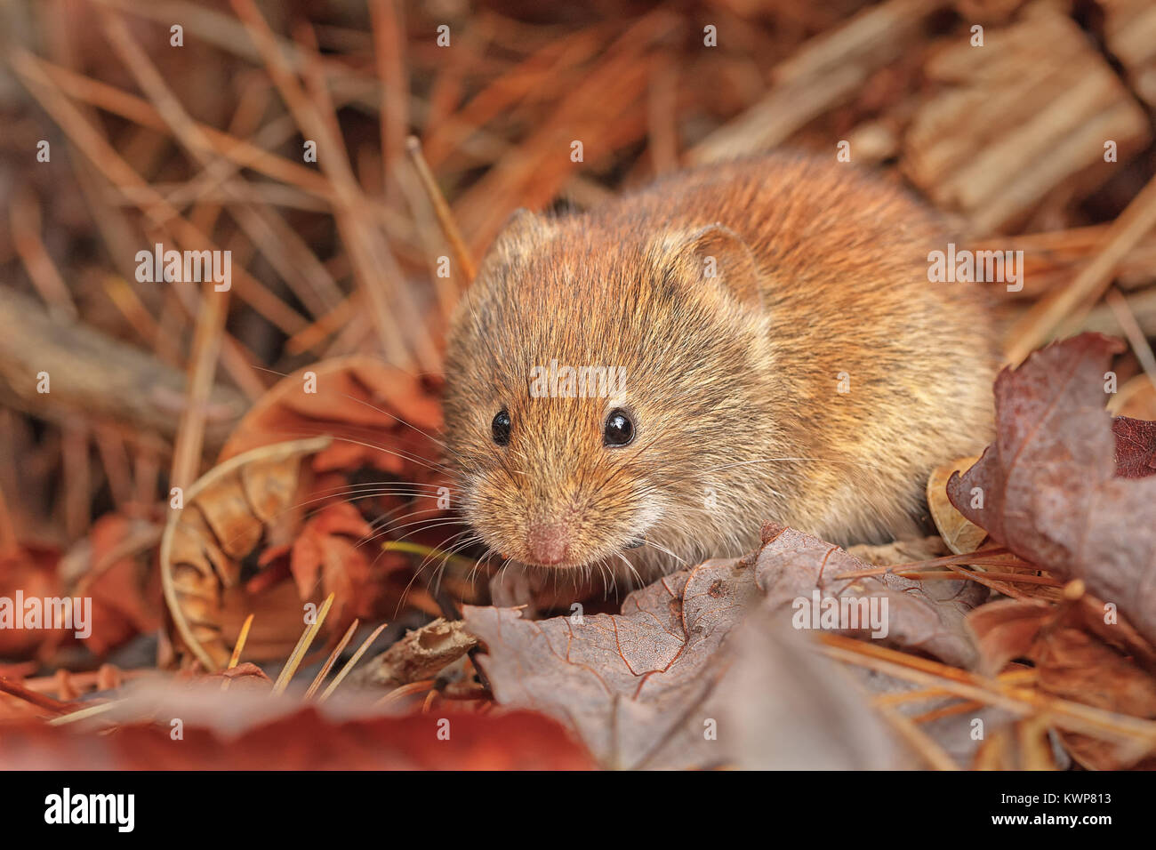 A curious little Mouse in the dry fall leaves Stock Photo - Alamy