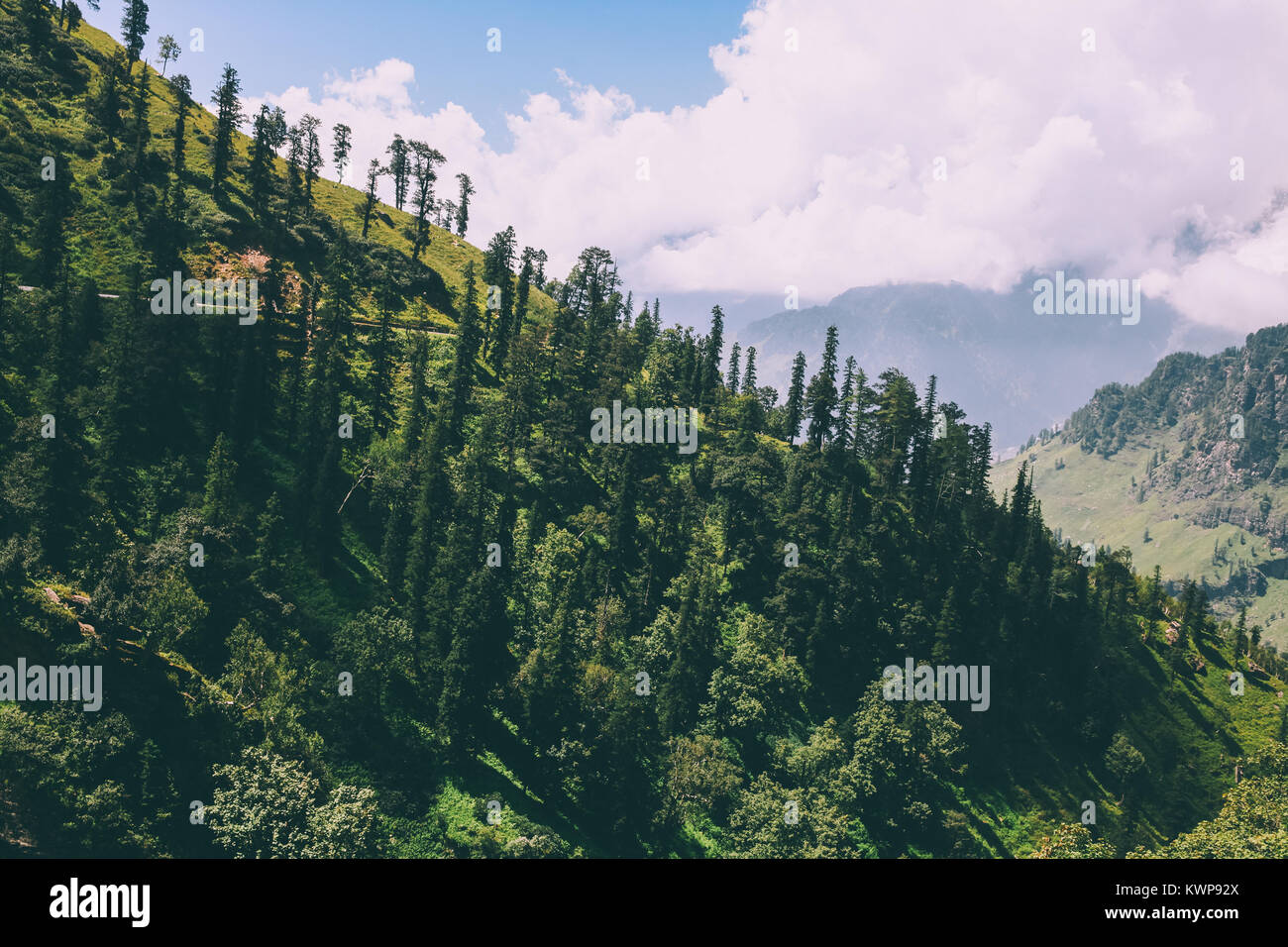 beautiful trees growing in scenic mountains, Indian Himalayas, Rohtang ...