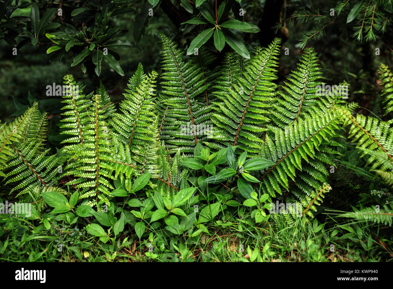 close-up view of beautiful green fern growing in Indian Himalayas ...