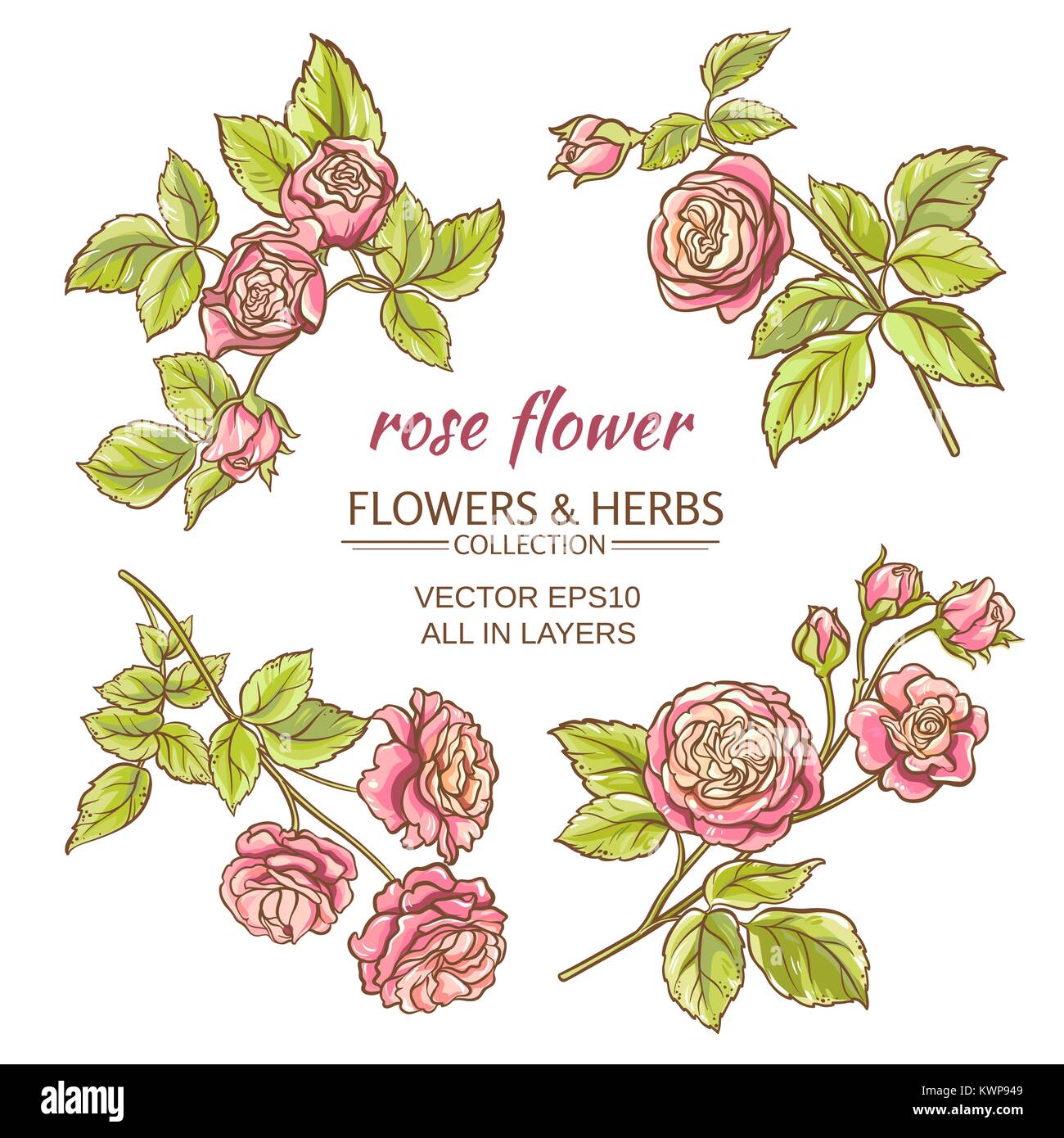 set of pink roses elements on white background Stock Vector Image & Art ...